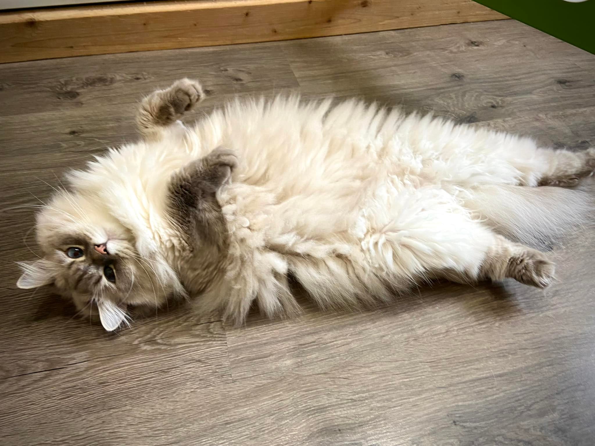 Cozy Cat Boarding and Grooming